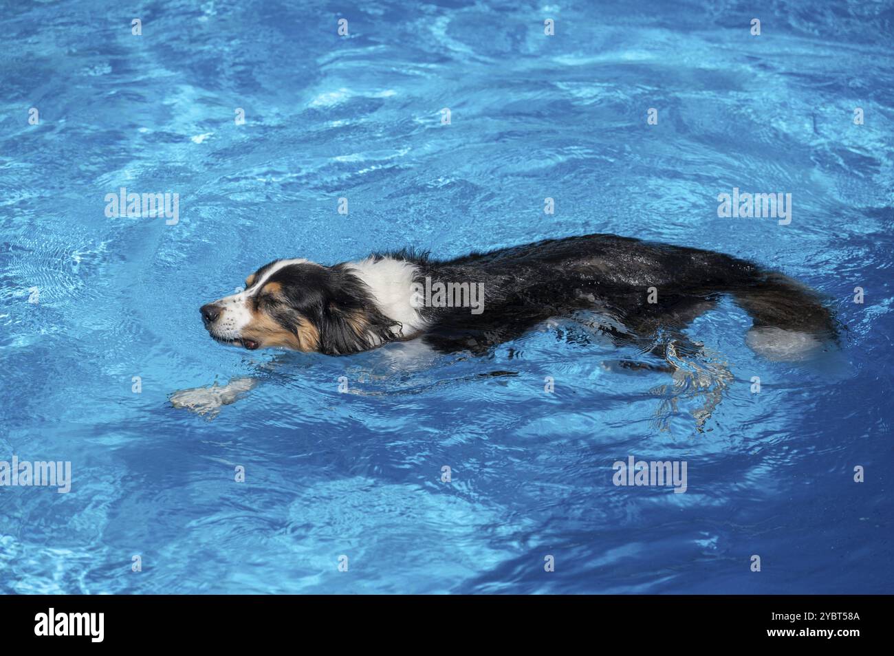 Dog, breed Australian Shepherd bathing in a swimming pool, Bavaria ...