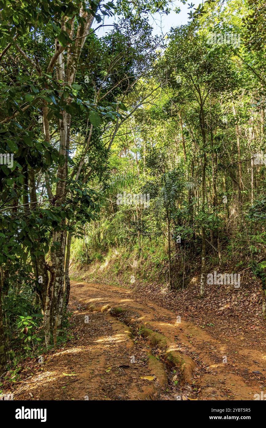 Dirt road full of rocks and holes passing through the forest in the ...
