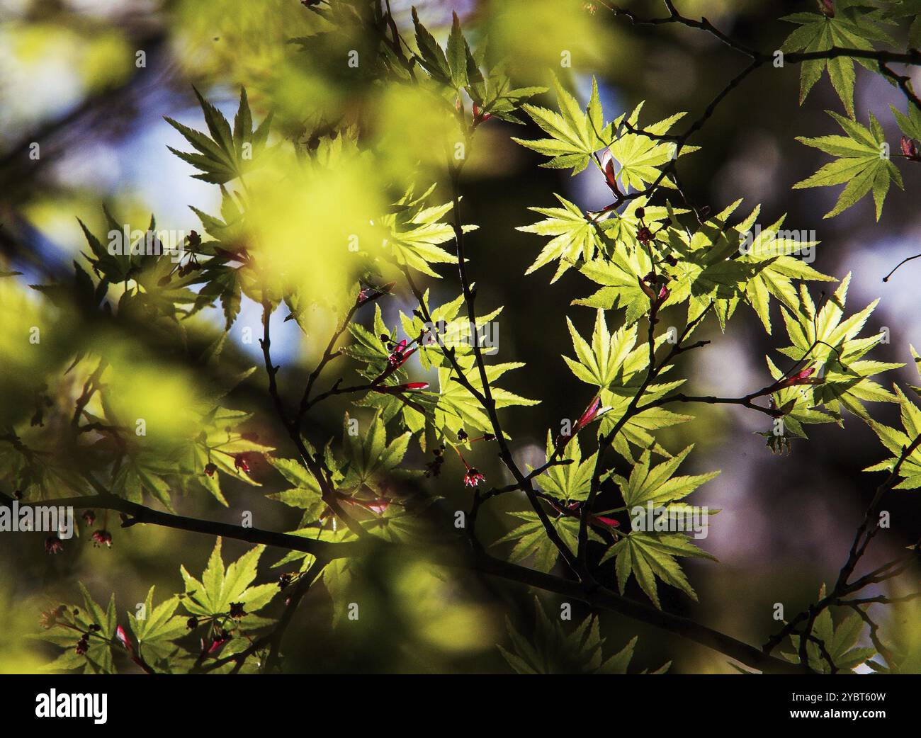 Japanese garden maple trees hi-res stock photography and images - Alamy