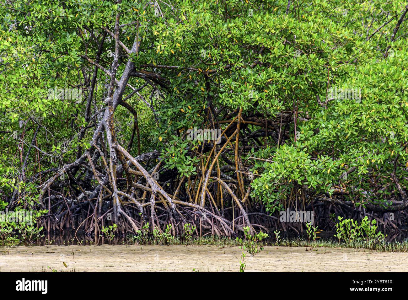 Roots of mangrove trees in the sand on the beach in Serra Grande on the ...