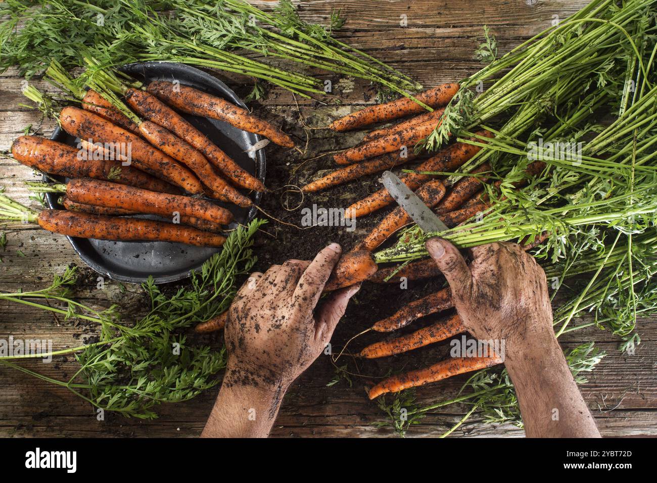 Cleaning and preparation of a bunch of freshly picked carrots Stock ...