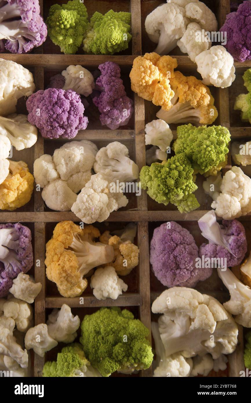 Presentation of varieties of cauliflower in her color differences Stock ...