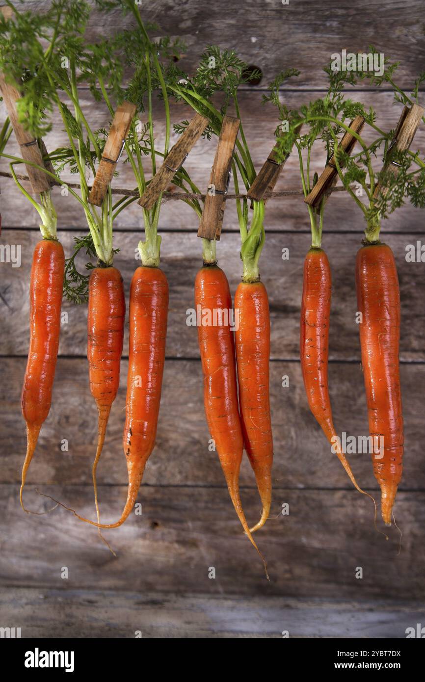Presentation of a fresh bunch of carrots hanging by a thread Stock ...