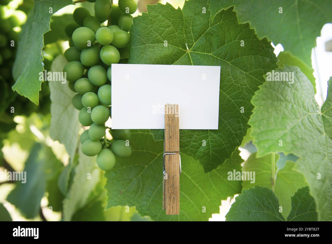 Presentation of a bunch of sour grapes with tag for your logo Stock ...