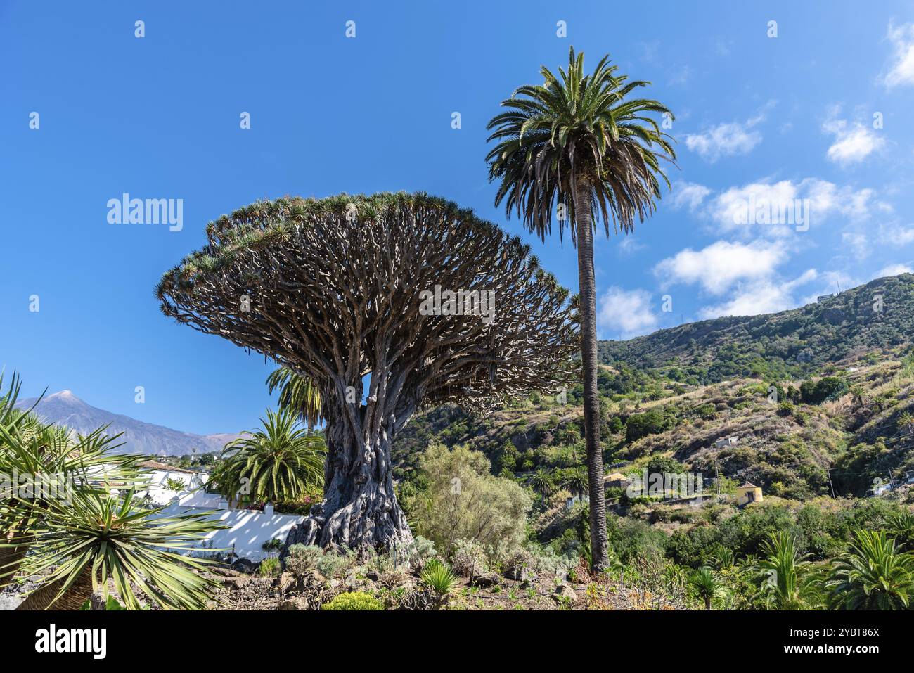 Drago Milenario in Icod de los Vinos town. It is the oldest, around a ...