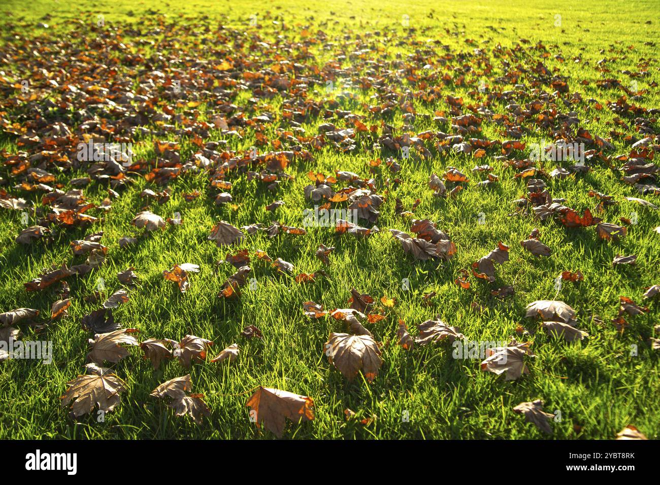 Dry dead leaves grass hi-res stock photography and images - Alamy
