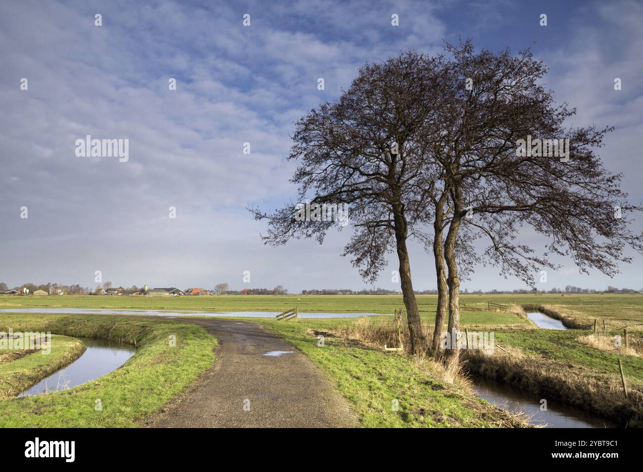 Solitary tree along a cycle path through the meadows at the Frisian ...