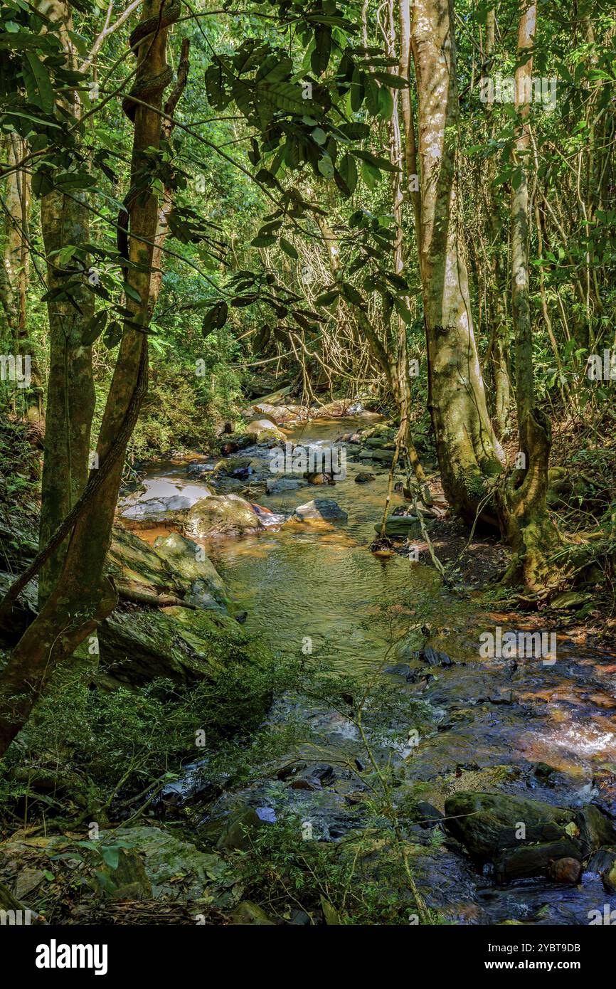 Small stream among dense rainforest vegetation and rocks in the state ...