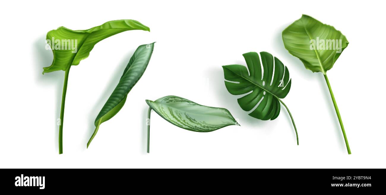 Green tropical plant leaves set isolated on white background. Vector ...