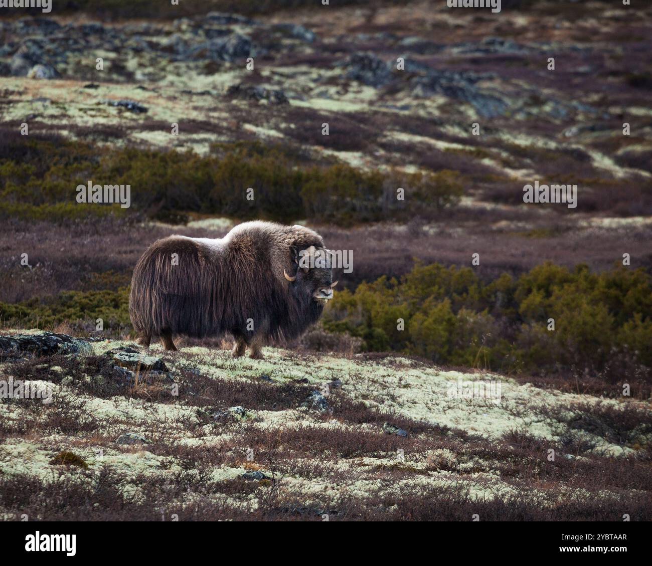 Muskox bull, Ovibos moschatus, in the mountain landscape of Dovrefjell ...