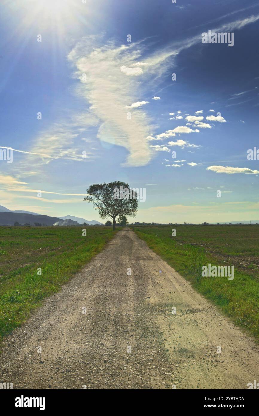 Road open countryside with tree on the horizon Stock Photo - Alamy