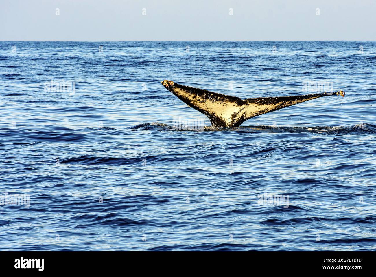 Humpback whale tail coming out of the sea off the coast of Ilhabela ...