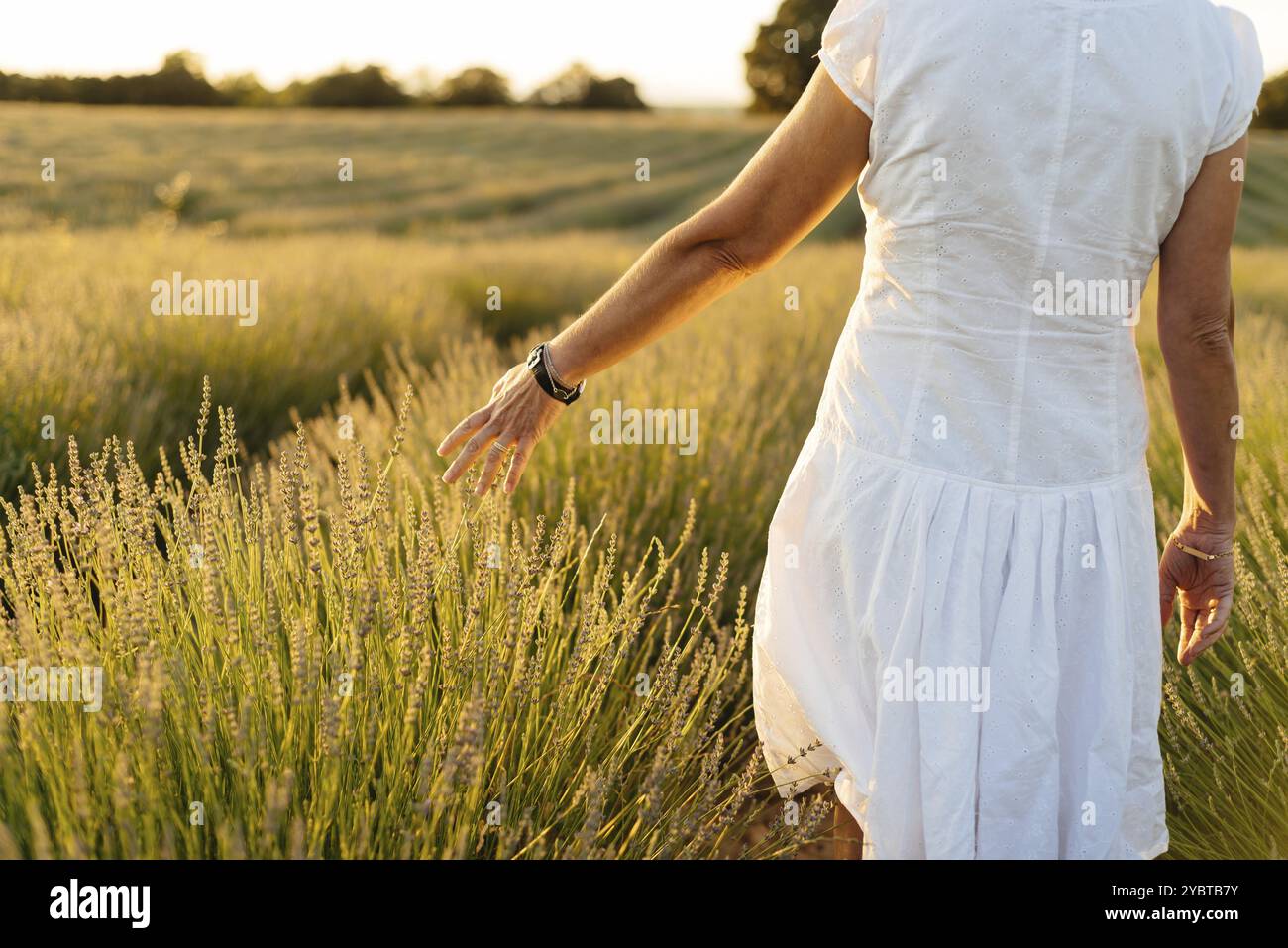Beautiful woman in a white dress walks in the lavender field Stock ...