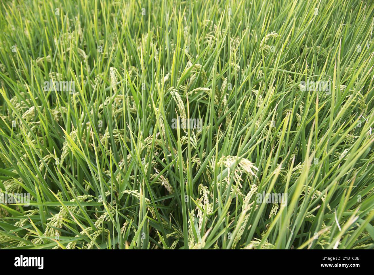 Close representation of the rice plant just before harvest Stock Photo ...