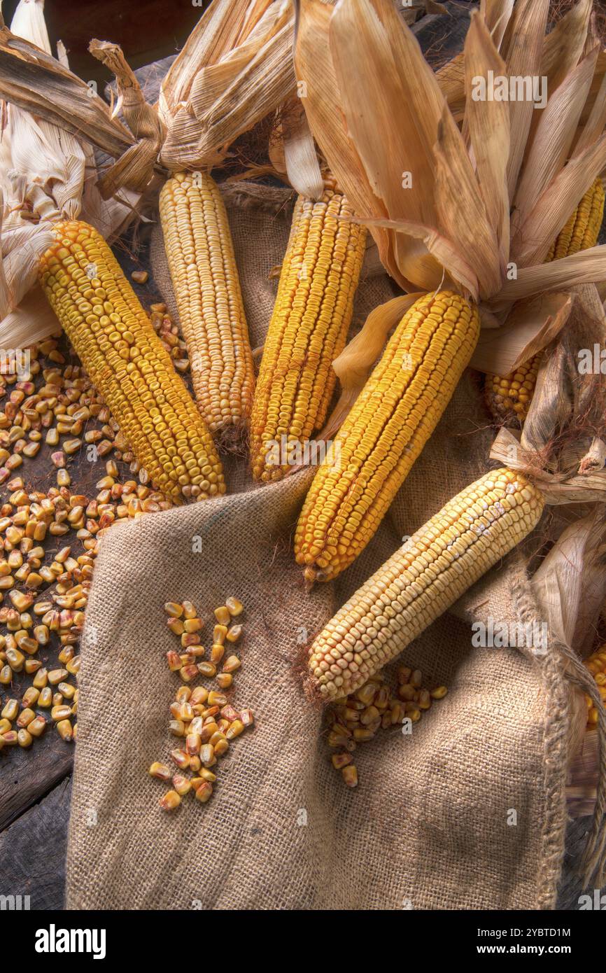 Maize cobs whole dried and ready for grinding Stock Photo - Alamy