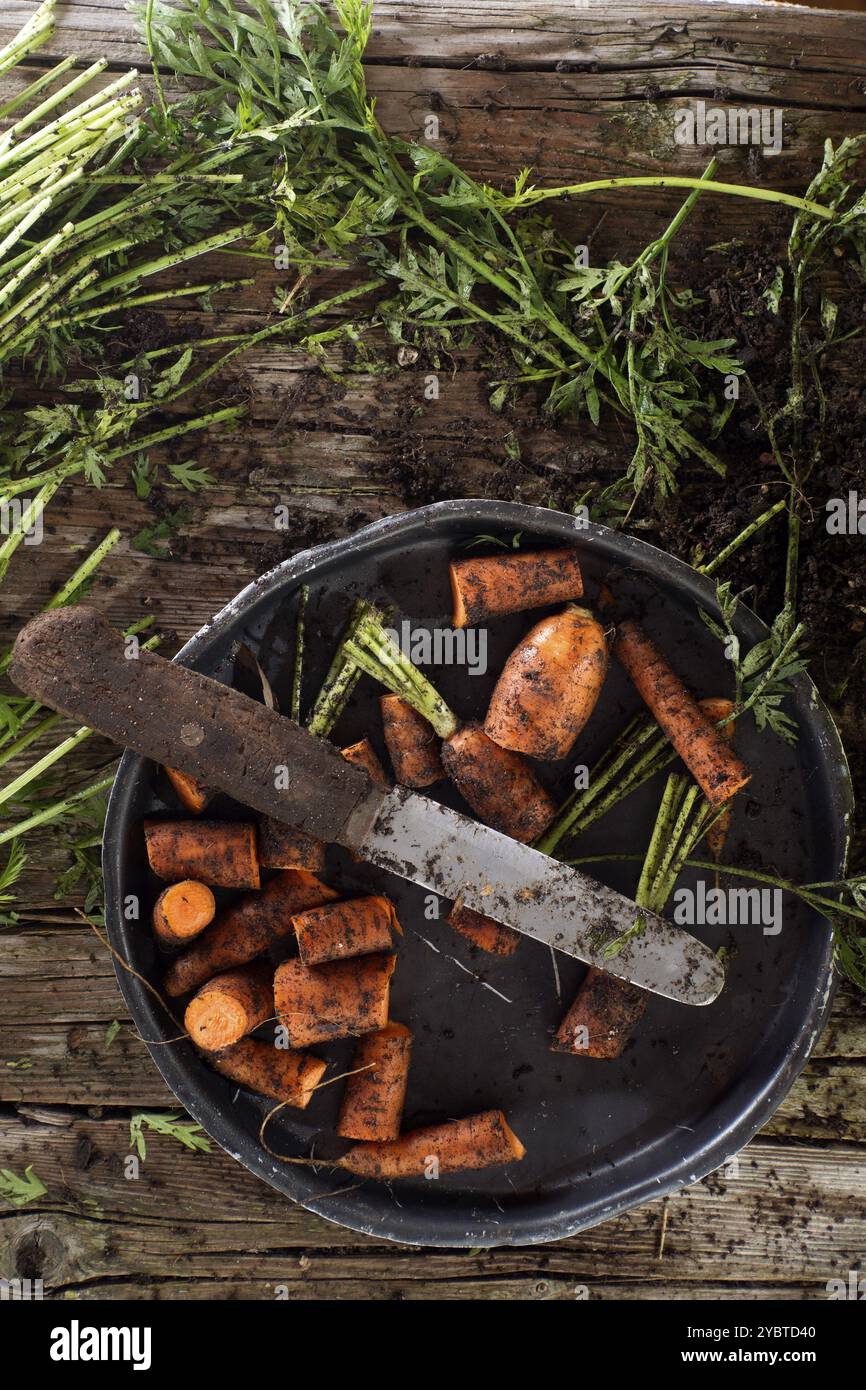Cleaning and preparation of a bunch of freshly picked carrots Stock ...