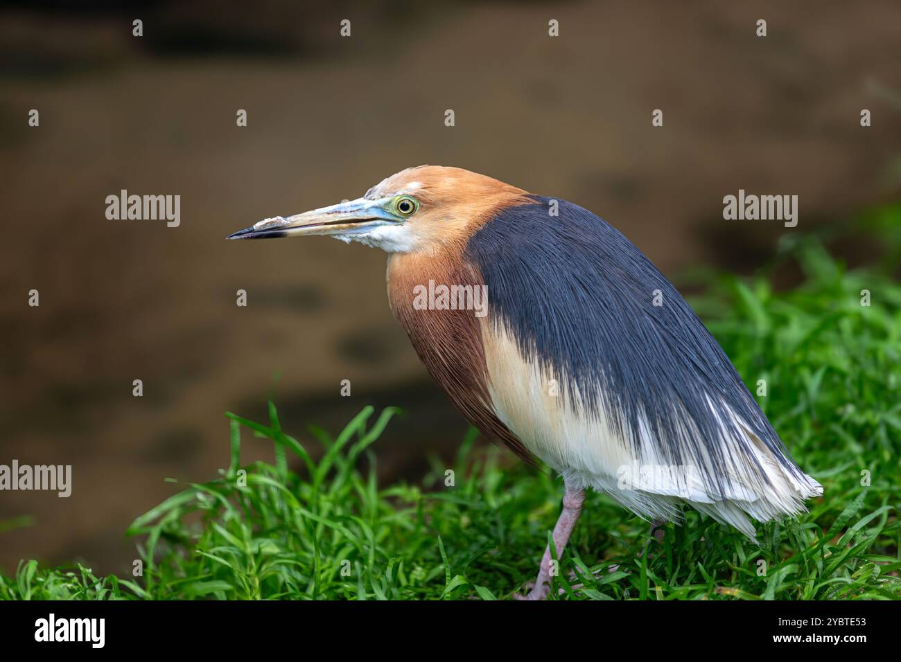 Full body of Javan pond heron, Ardeola speciosa on the pond Stock Photo ...
