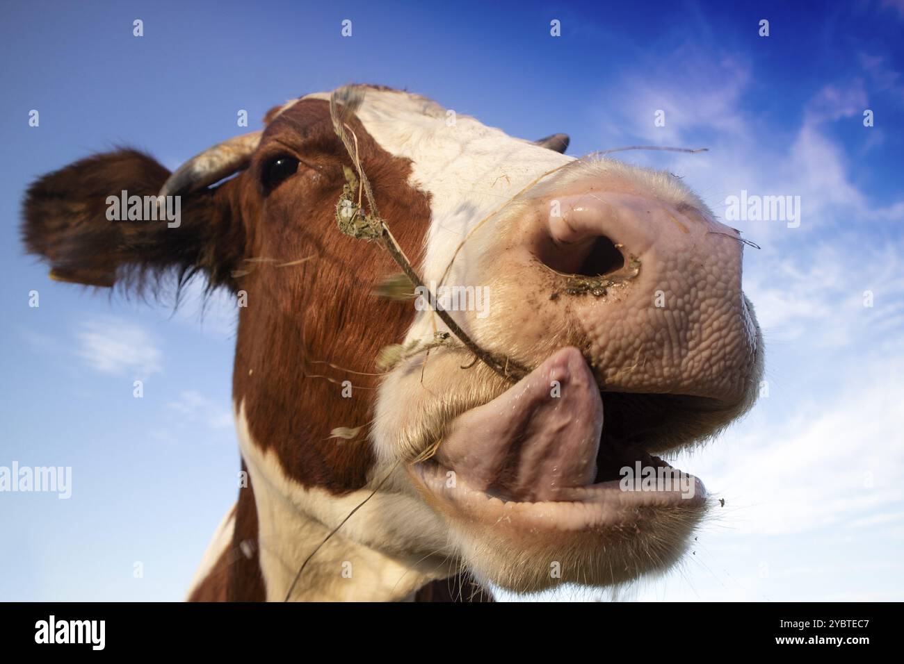 Photo shoot of a portrait of a cow having a hay meal Stock Photo - Alamy