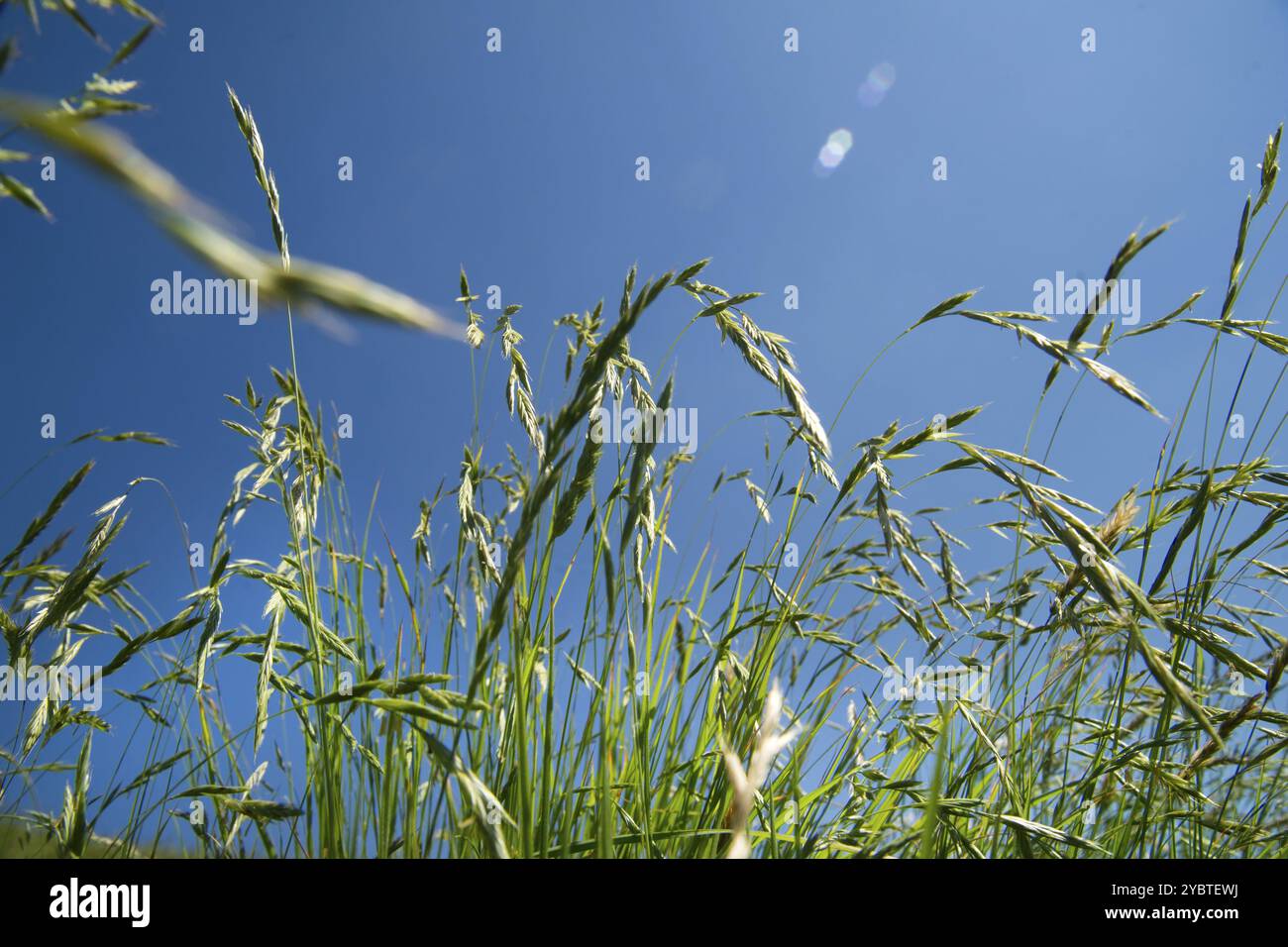 Bush and grass hi-res stock photography and images - Alamy