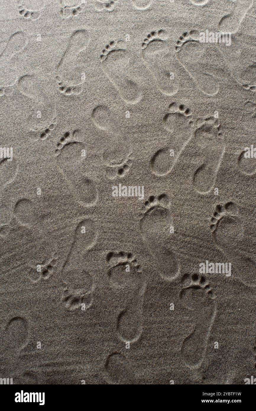 Summer seal hi-res stock photography and images - Alamy