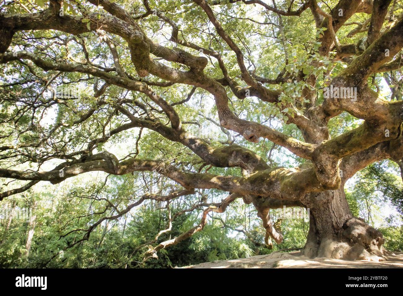 Photographic documentation of the majestic and ancient oak located in ...