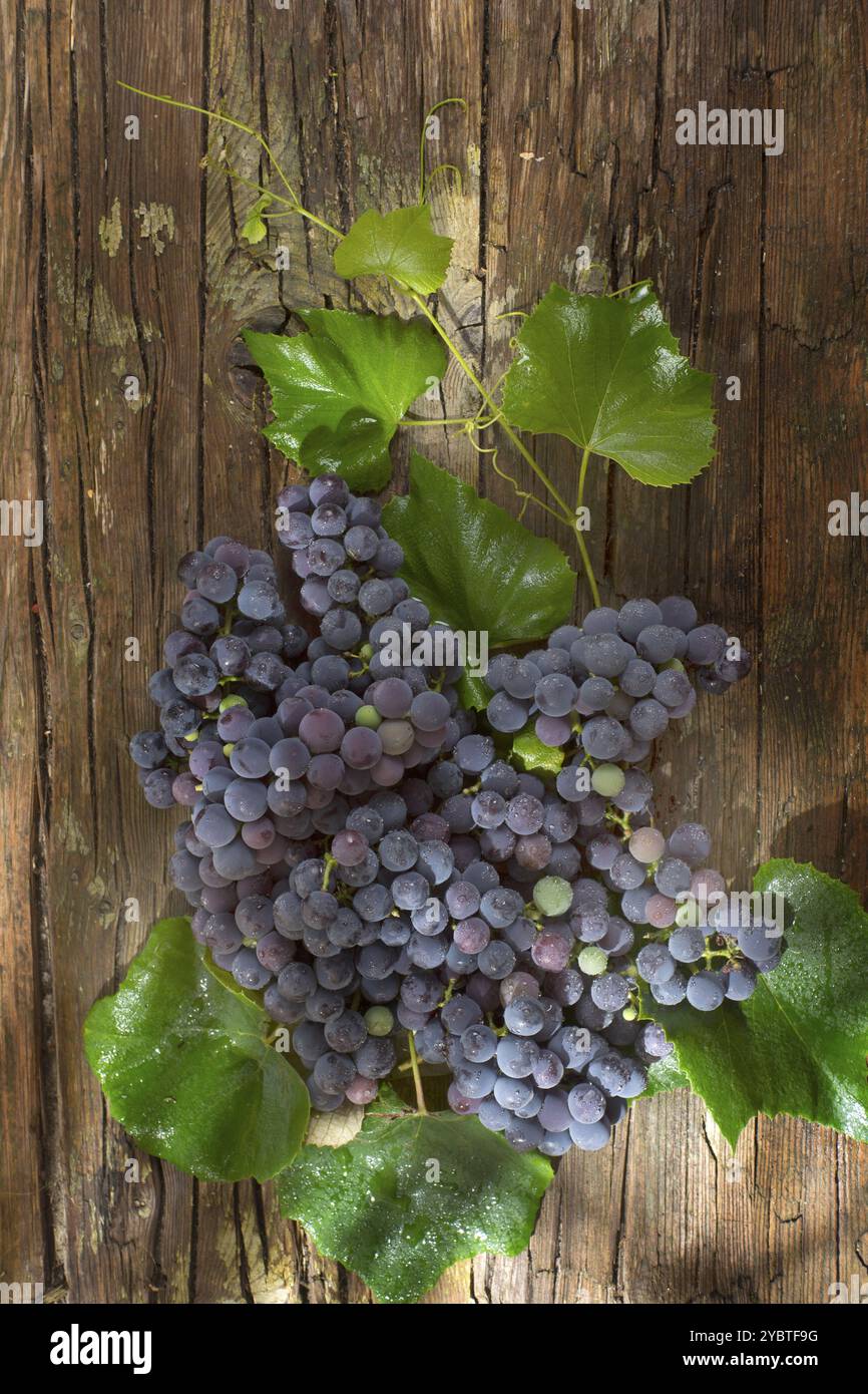 Late summer fruits, collection of black grape strawberry Stock Photo ...