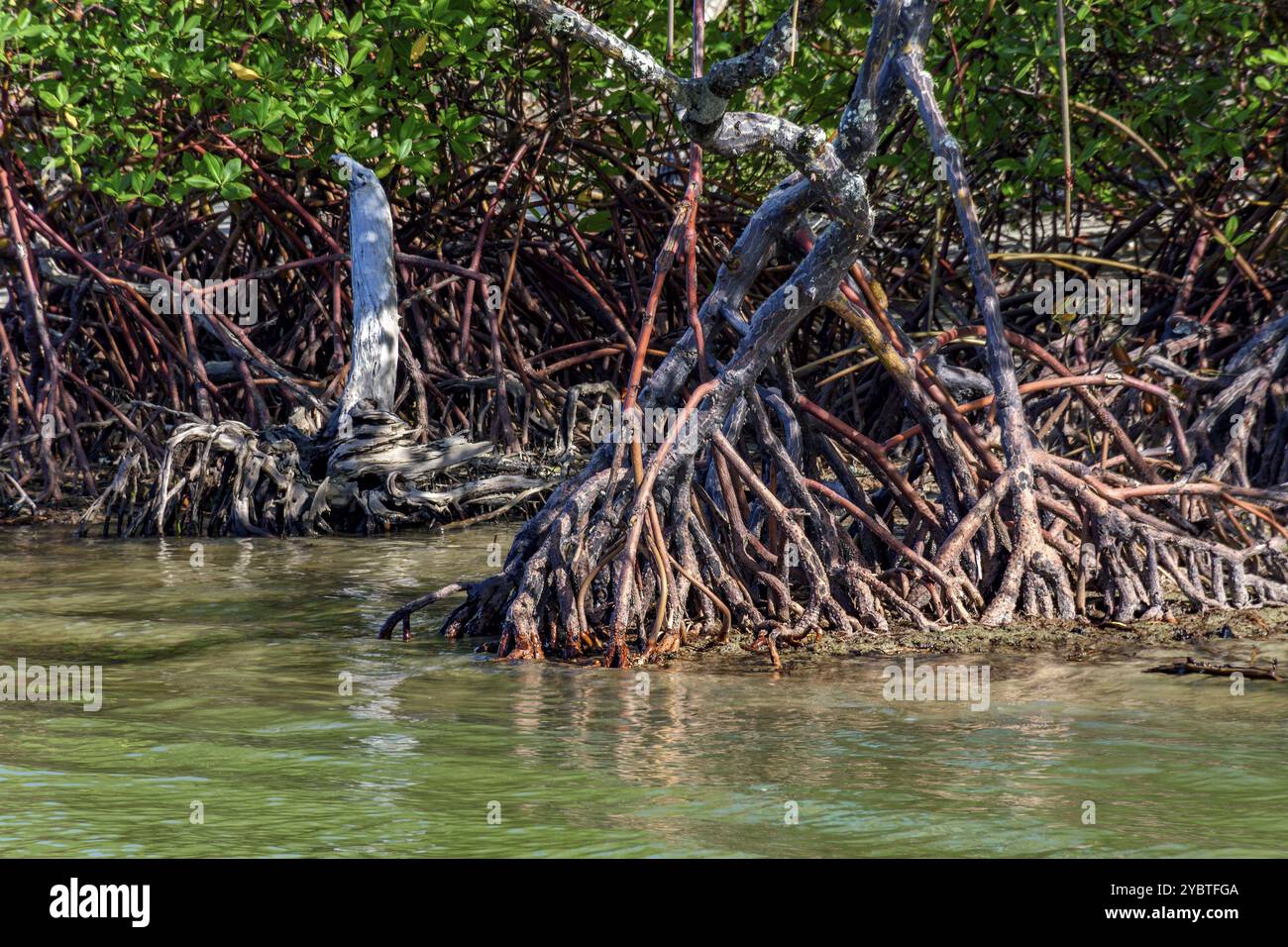 Roots mangrove trees in dense hi-res stock photography and images - Alamy