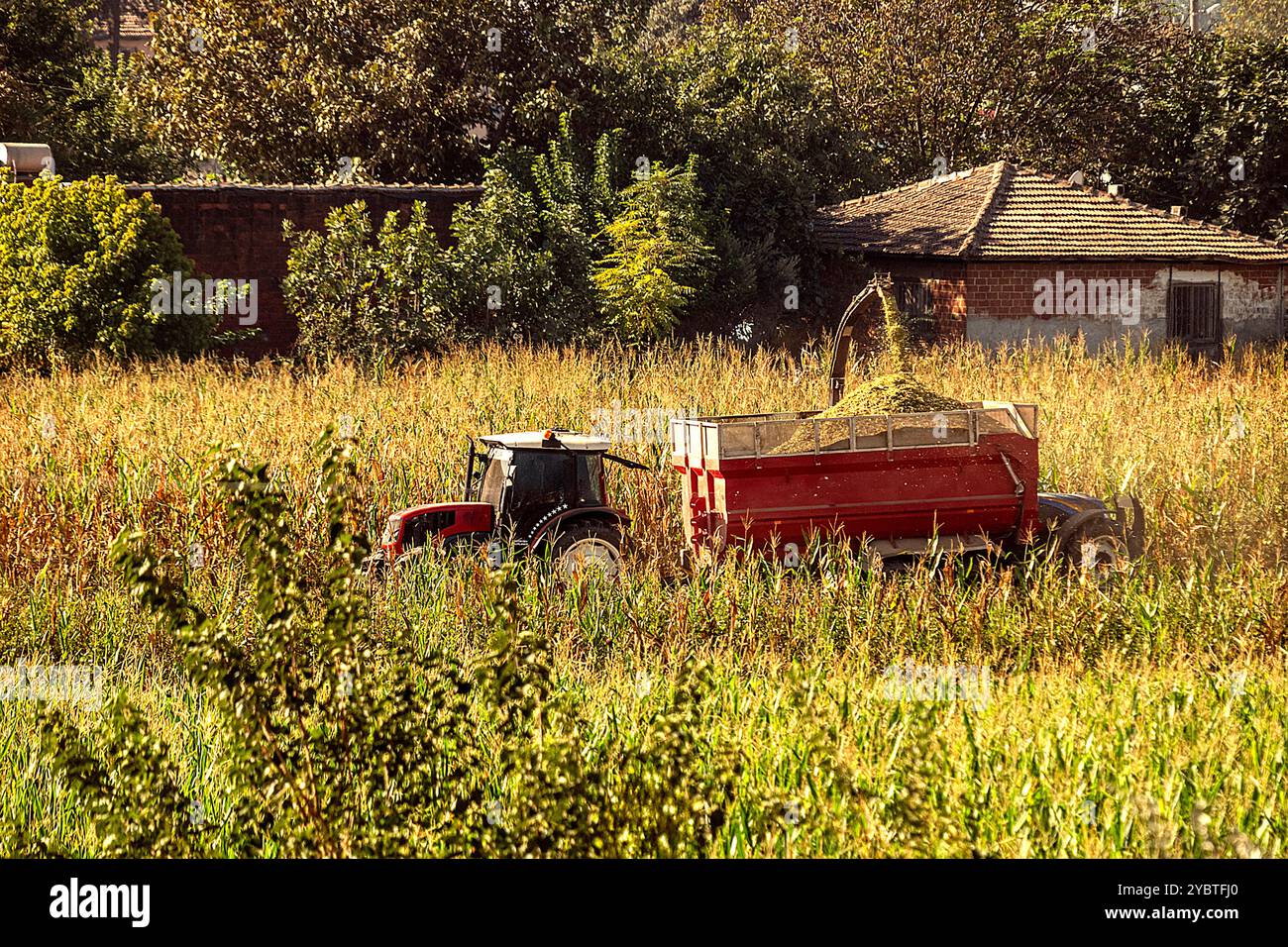 mowing the crops in the field with a tractor Stock Photo - Alamy