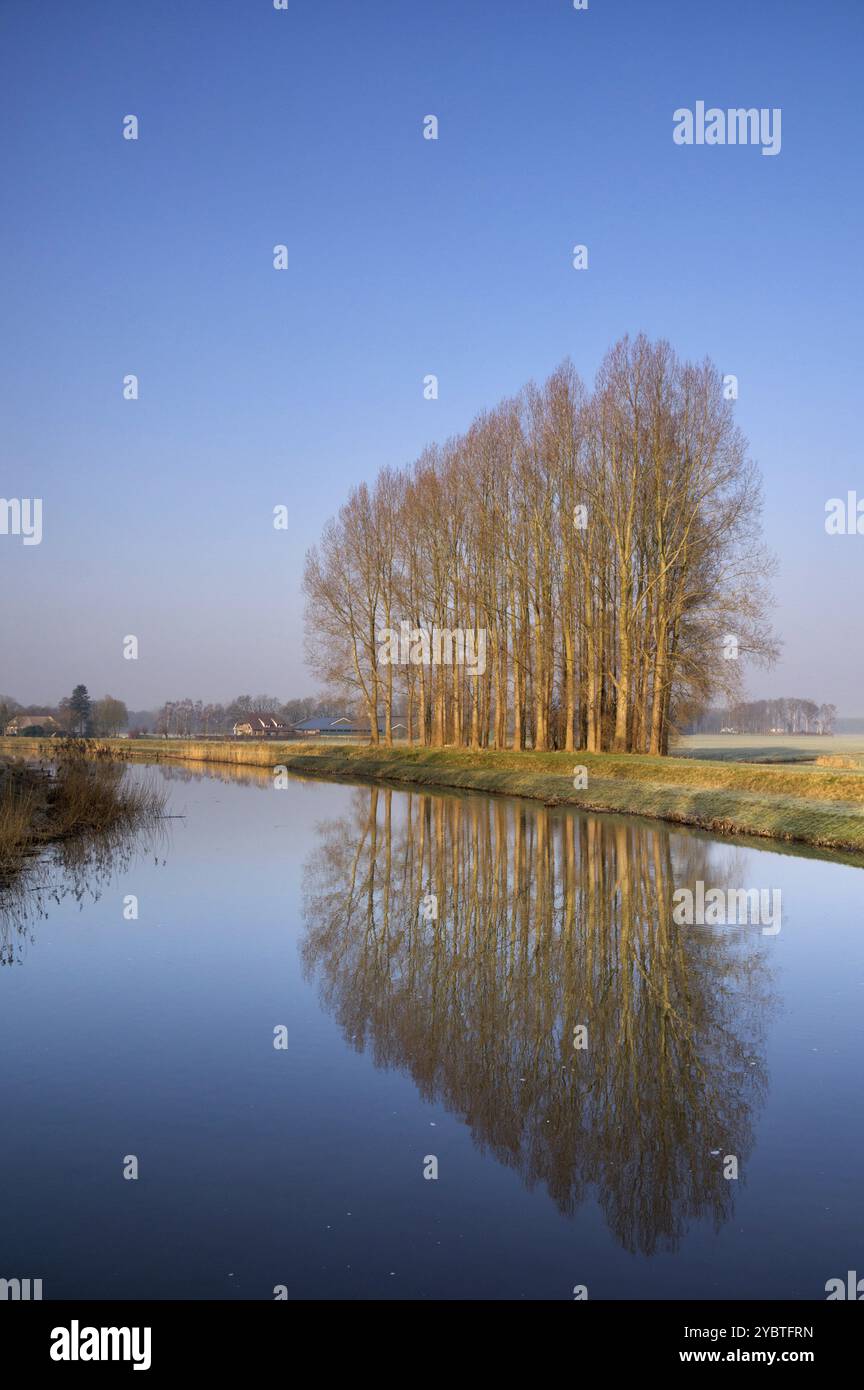 A row of trees is reflected in the river Berkel near Lochem in the ...