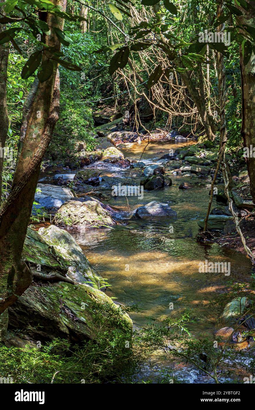 River crossing the rainforest surrounded by rocks and trees in the ...