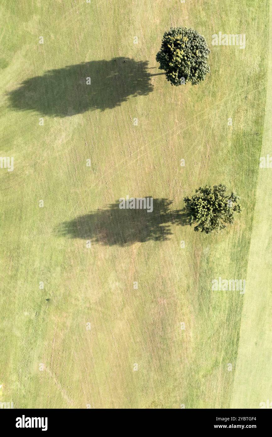 Bird looking down from tree hi-res stock photography and images - Alamy