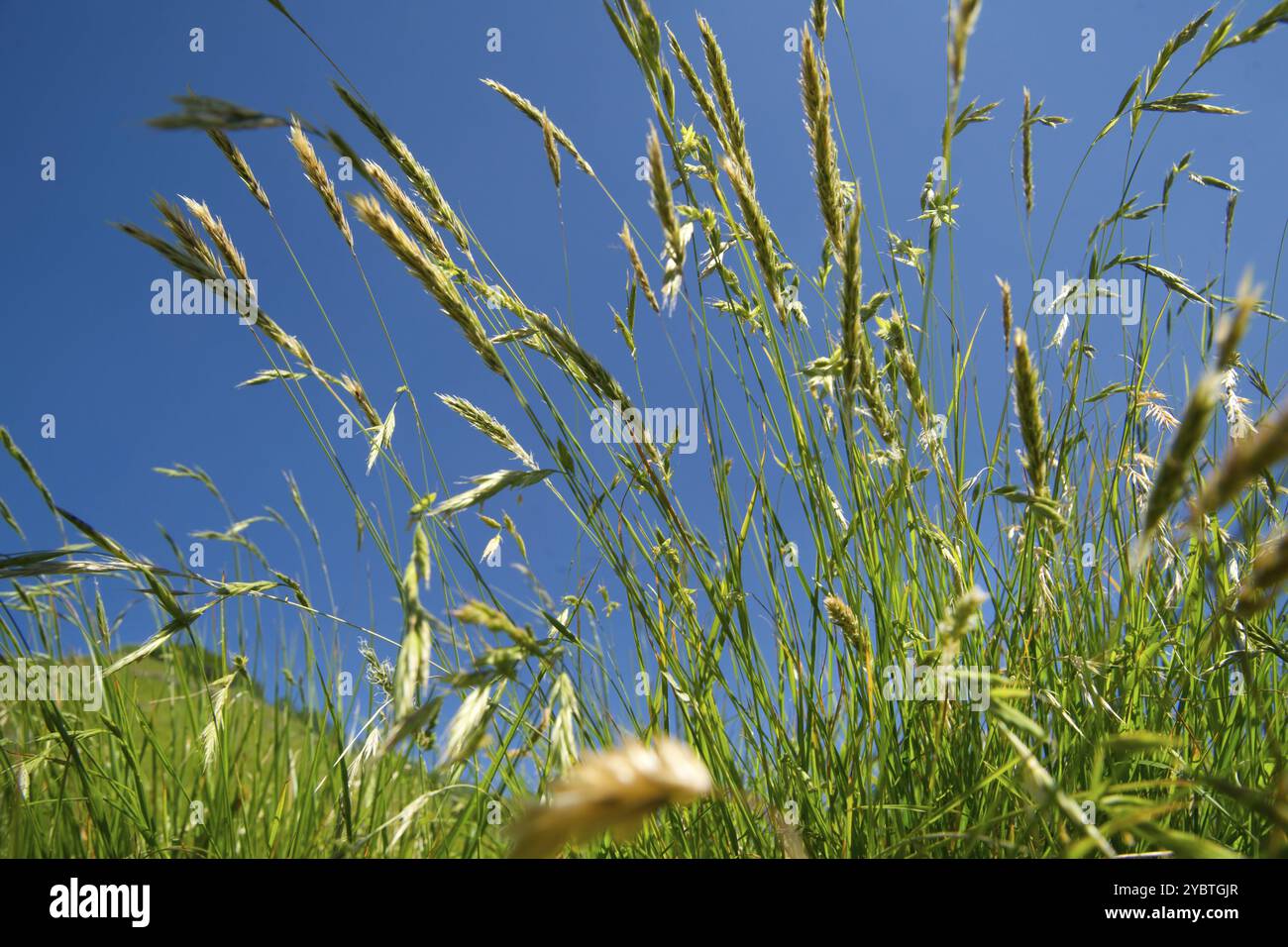 Grass bottom hi-res stock photography and images - Alamy