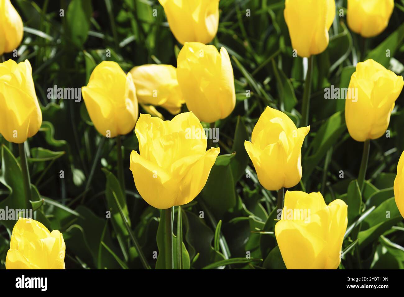 Field with assorted colors tulips. Colorful spring fresh dutch tulips ...