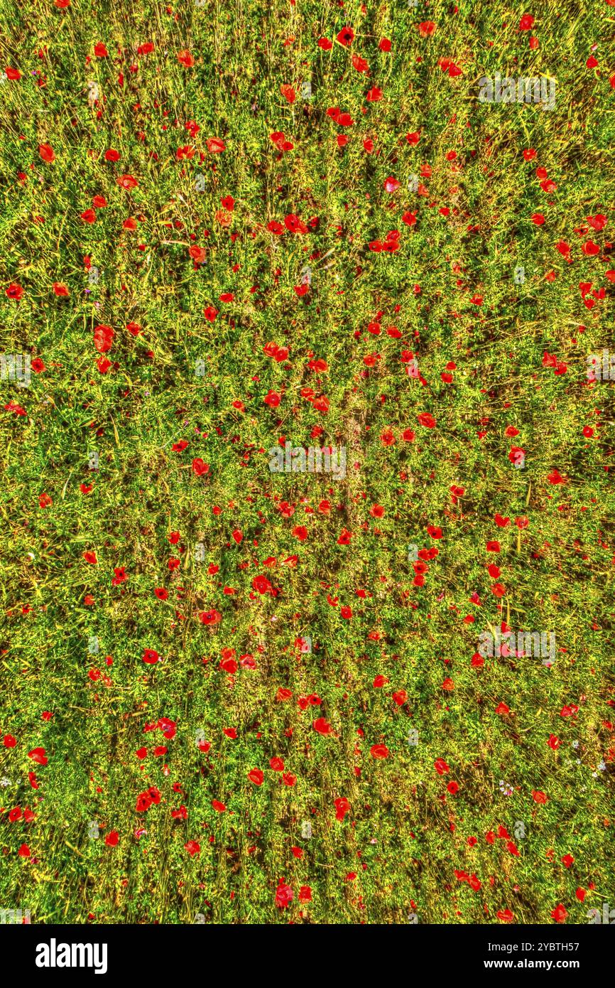 Aerial view of a field of poppies in full bloom Stock Photo - Alamy