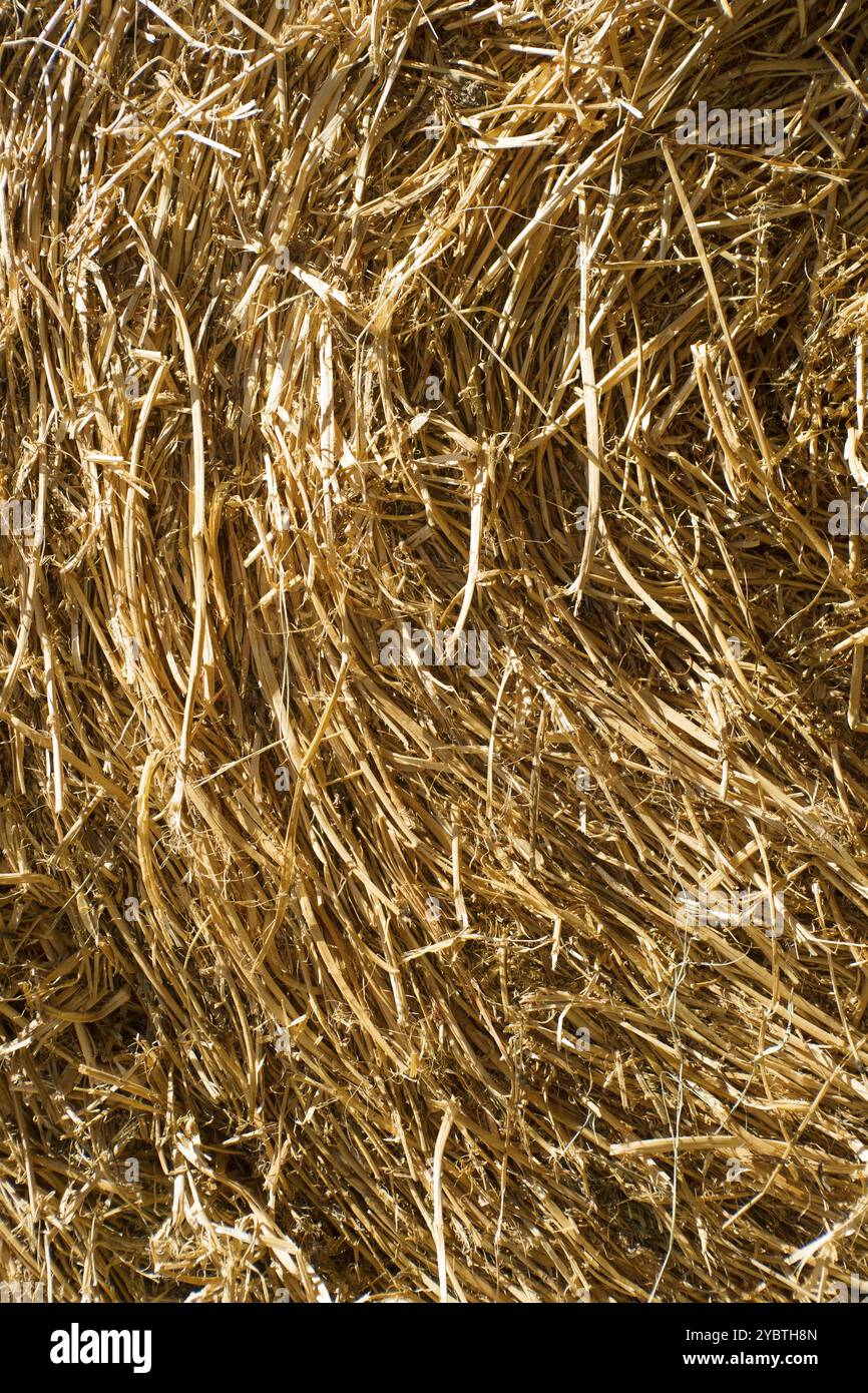 Straw used for the litter for horses in a riding school Stock Photo - Alamy