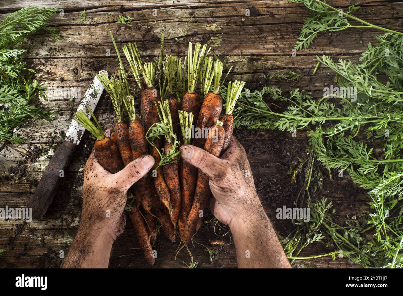 Cleaning and preparation of a bunch of freshly picked carrots Stock ...