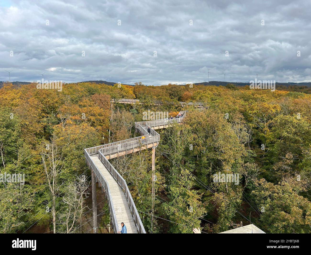 Baumwipfelweg im Wald bei Bad Camberg - Bad Camberg 19.10.2024 ...
