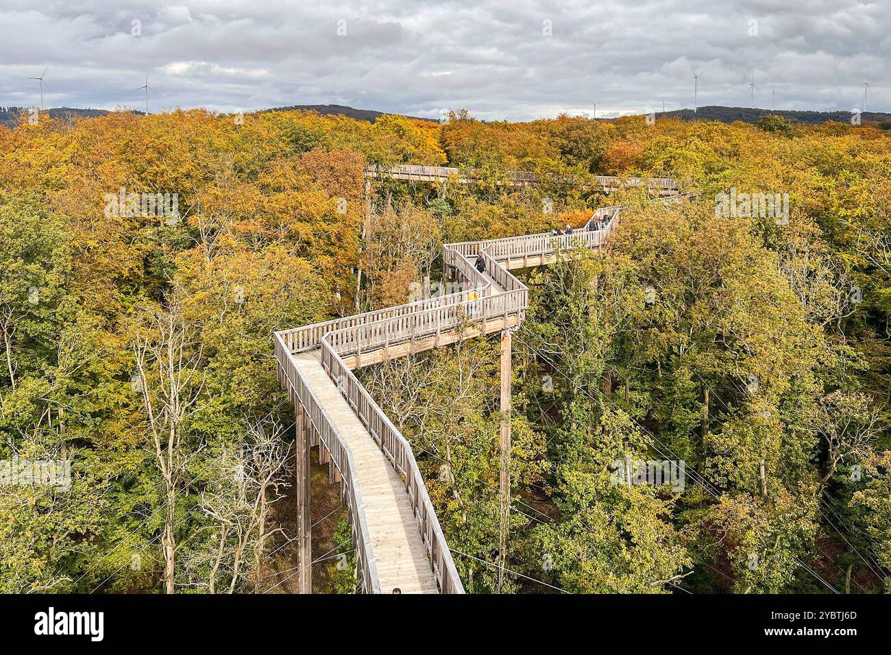 Baumwipfelweg im Wald bei Bad Camberg - Bad Camberg 19.10.2024 ...