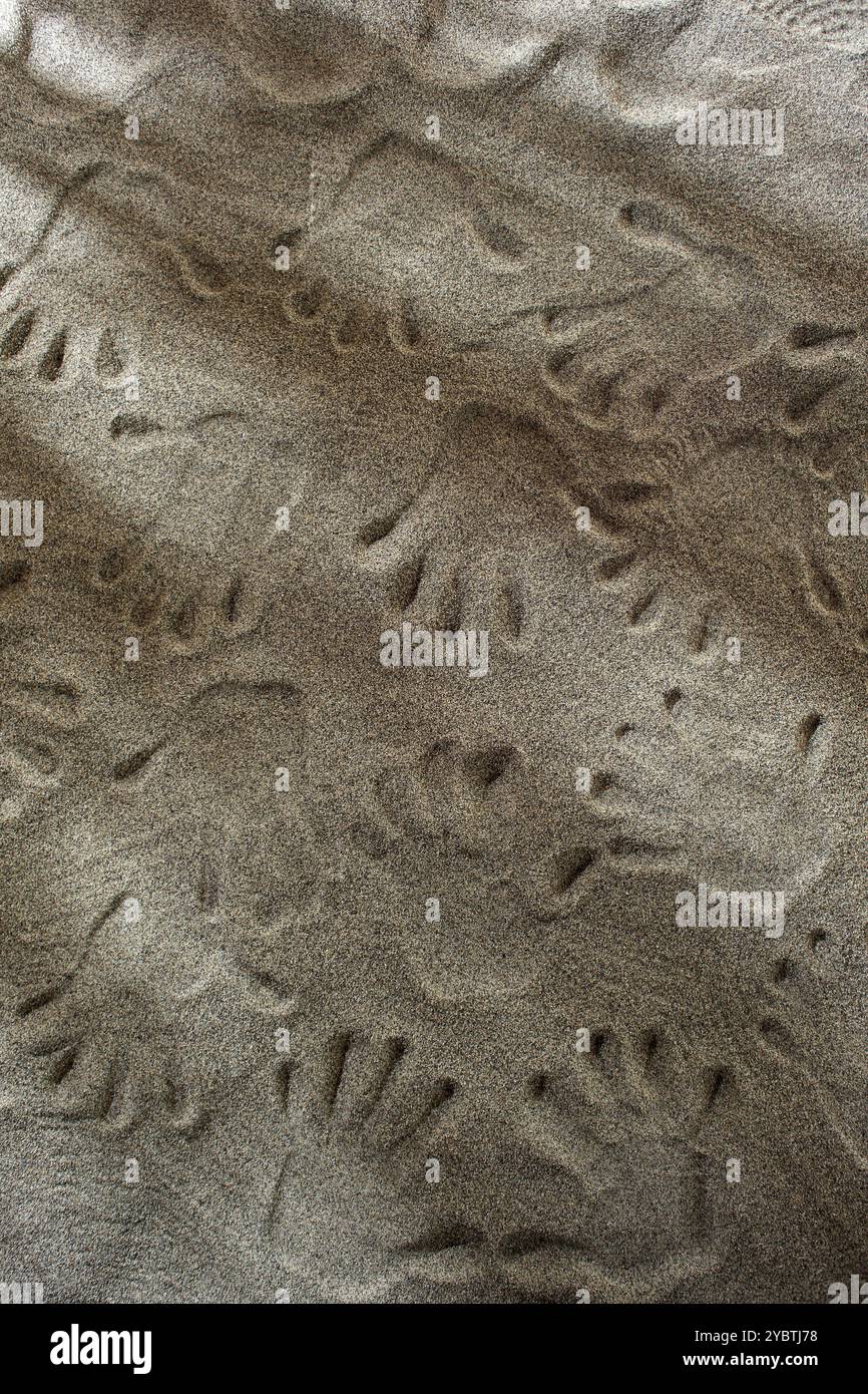Handprint handprints hands hi-res stock photography and images - Alamy