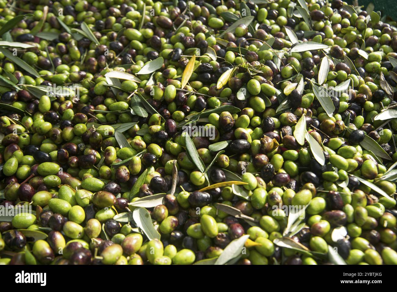 Olive harvest hi-res stock photography and images - Alamy