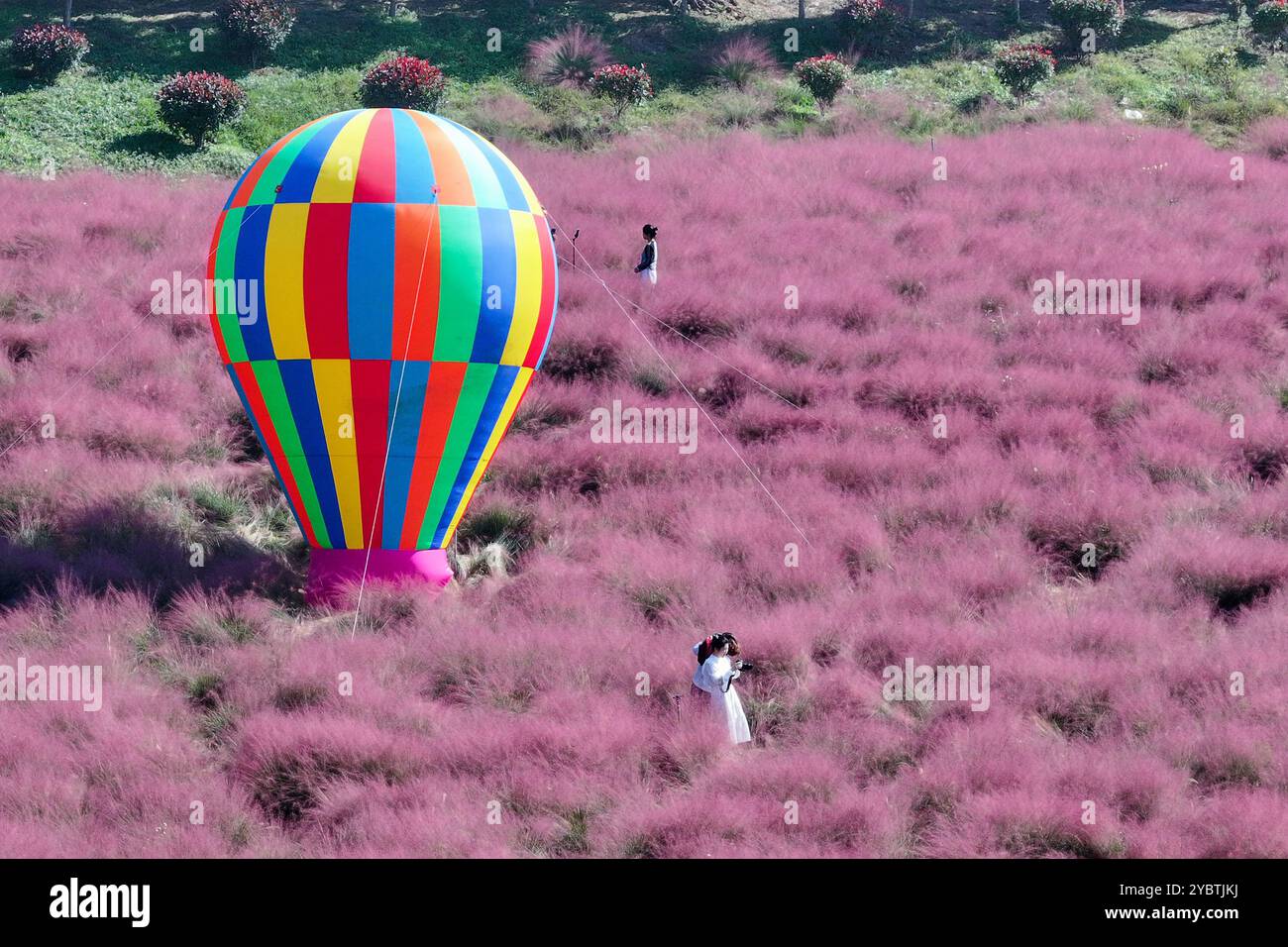 YANGZHOU, CHINA - OCTOBER 20, 2024 - Tourists play in blooming pink ...
