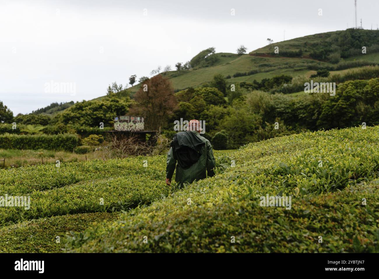 Ponta Delgada, Portugal, July 5th, 20223: Gorreana Tea Factory. It is ...
