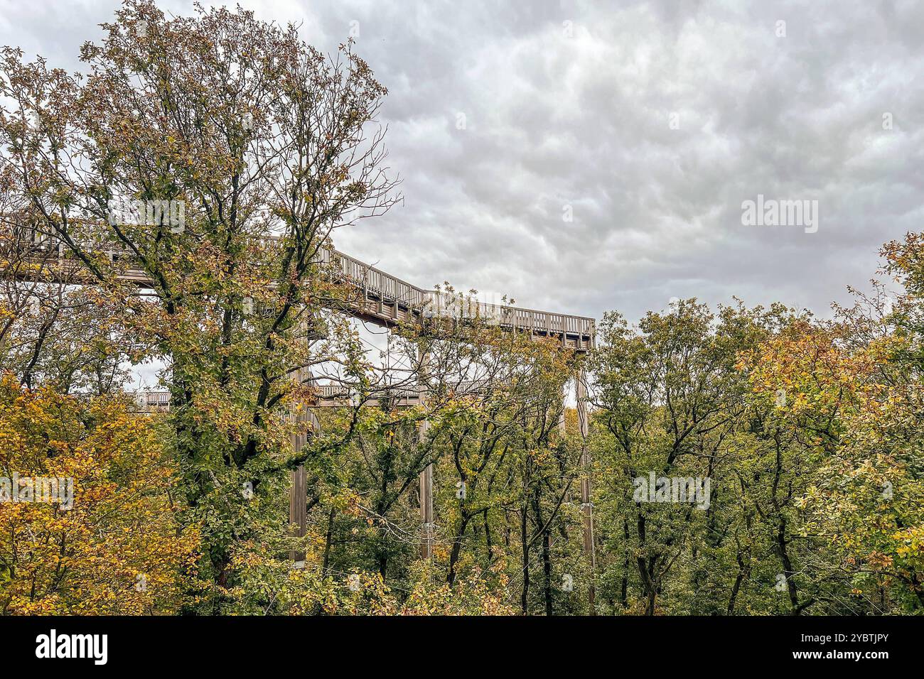 Baumwipfelweg im Wald bei Bad Camberg - Bad Camberg 19.10.2024 ...