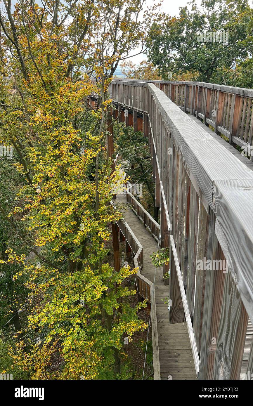Baumwipfelweg im Wald bei Bad Camberg - Bad Camberg 19.10.2024 ...