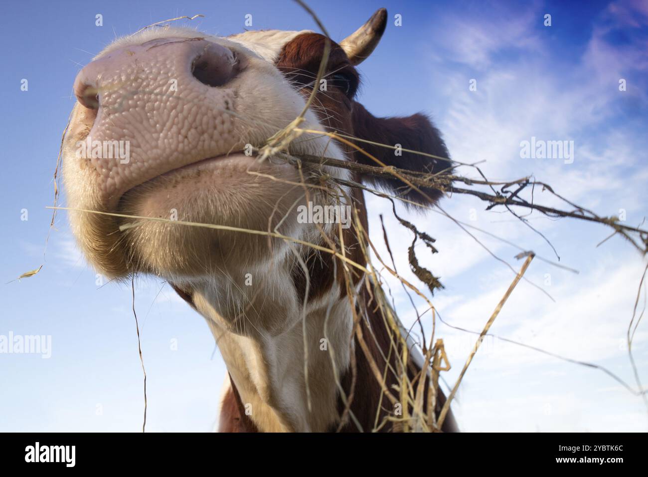 Photo shoot of a portrait of a cow having a hay meal Stock Photo - Alamy