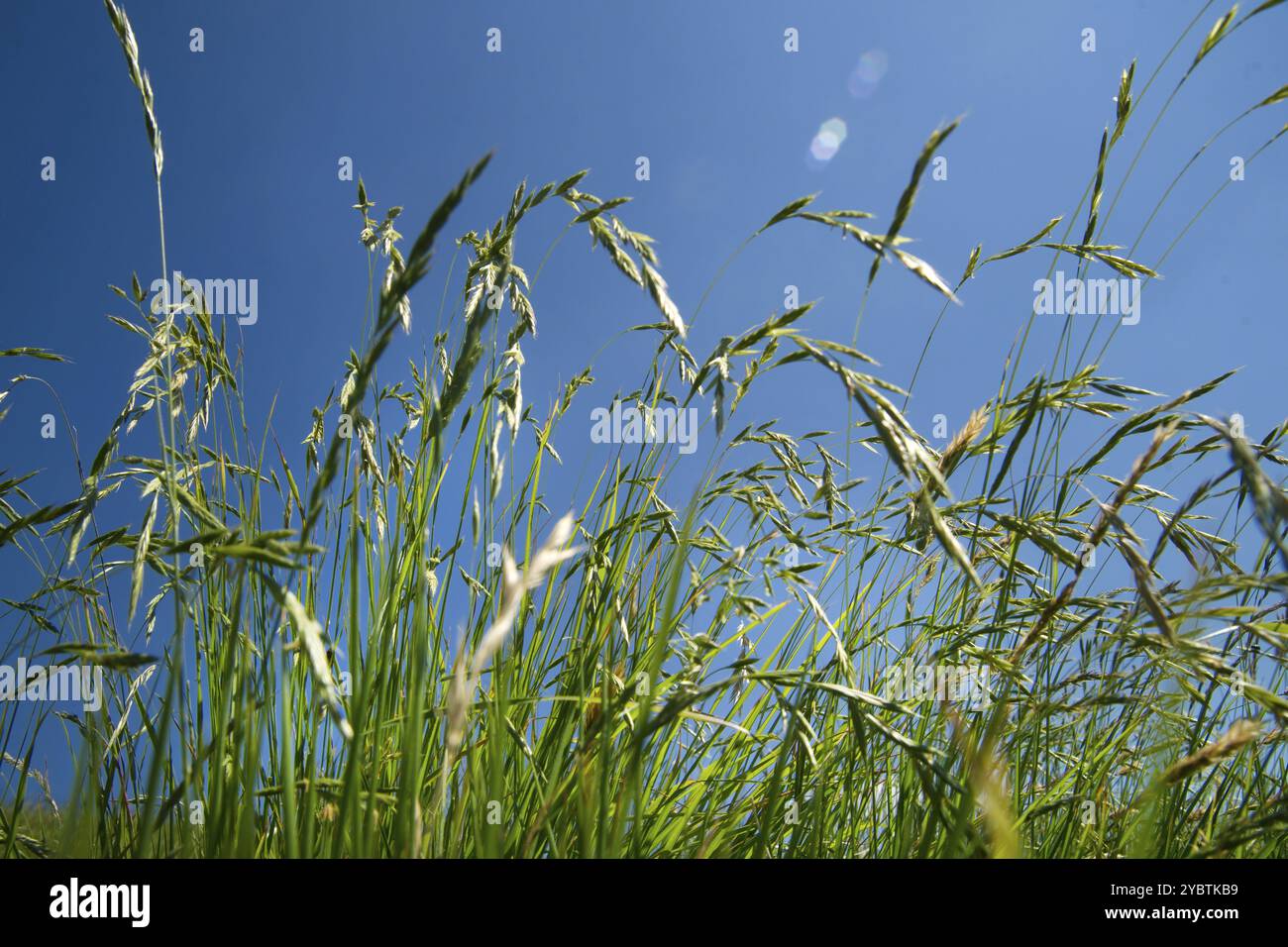 View from below of bush grass field in summer Stock Photo - Alamy