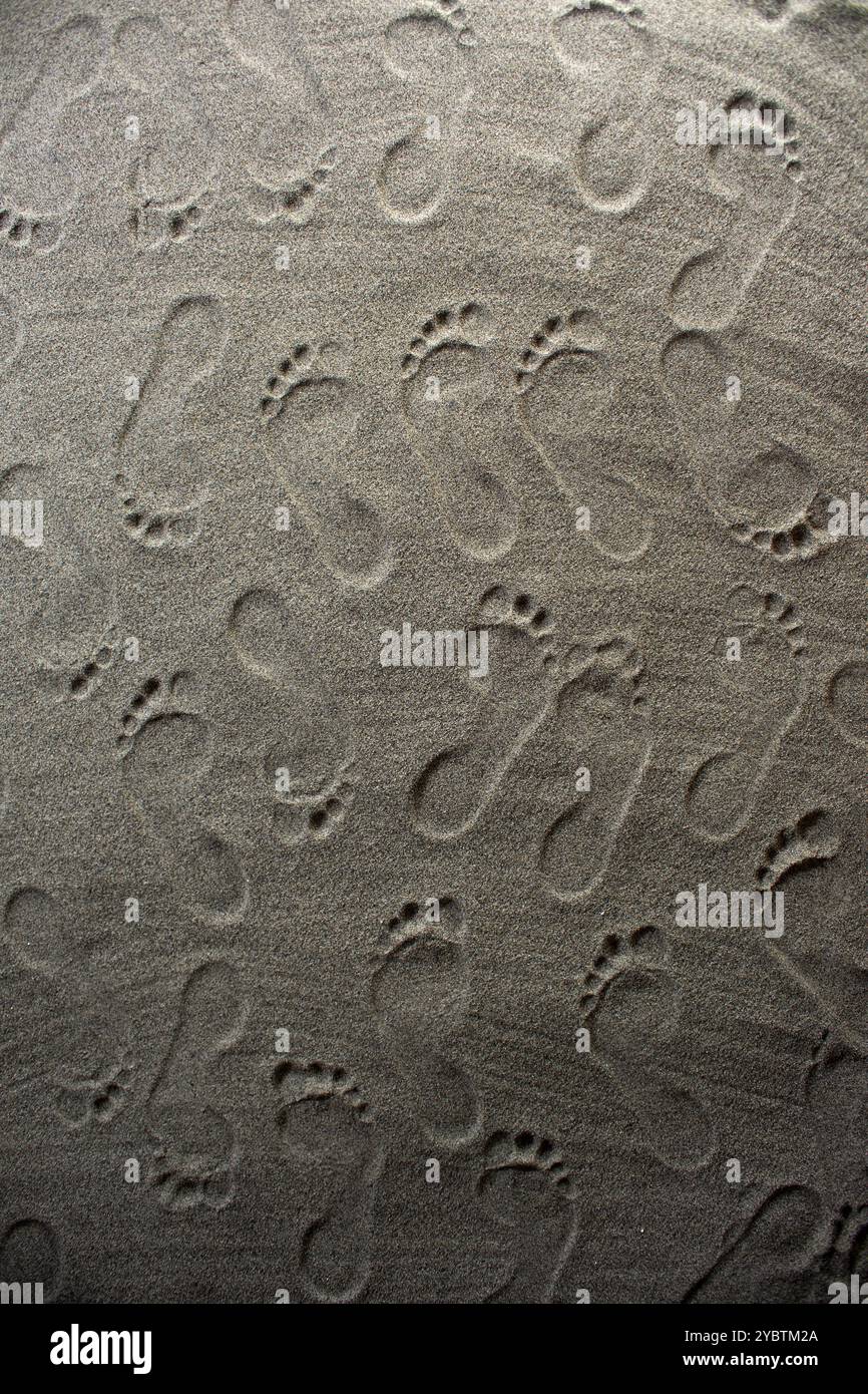Set of footprints printed on the sand in summer Stock Photo - Alamy