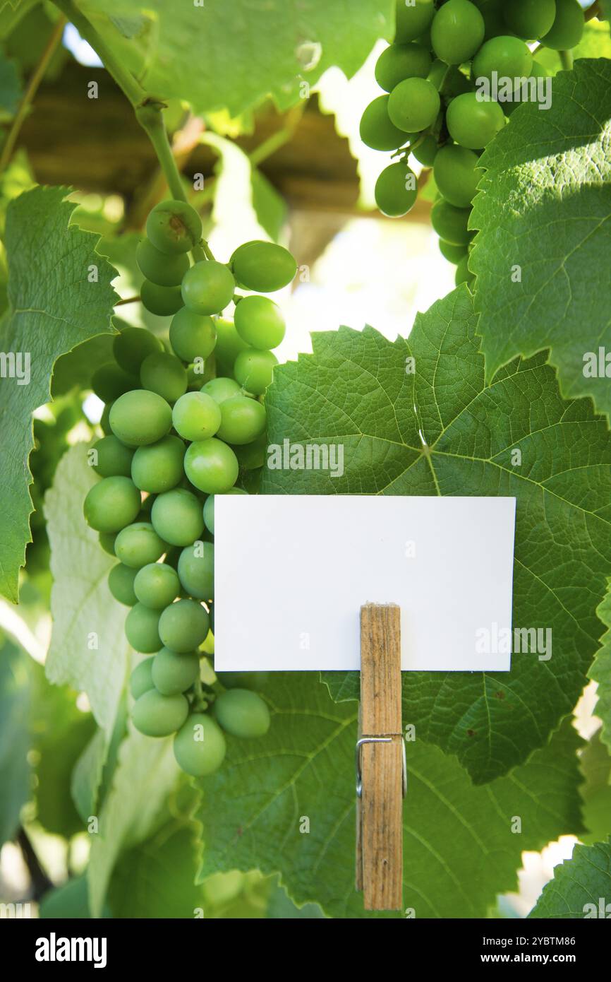 Presentation of a bunch of sour grapes with tag for your logo Stock ...