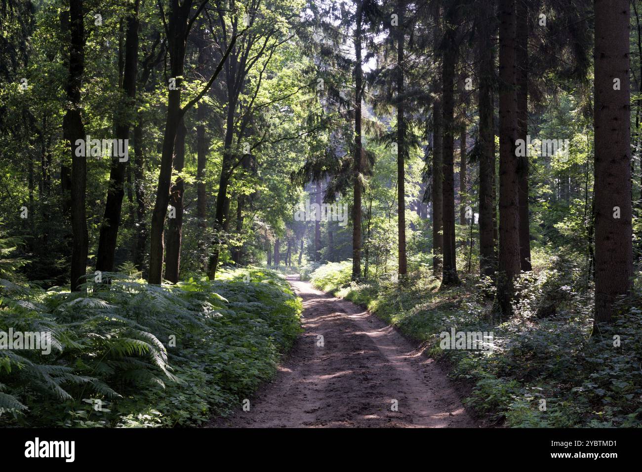 Forest lane in the Bergherbos nature reserve situated on a moraine ...