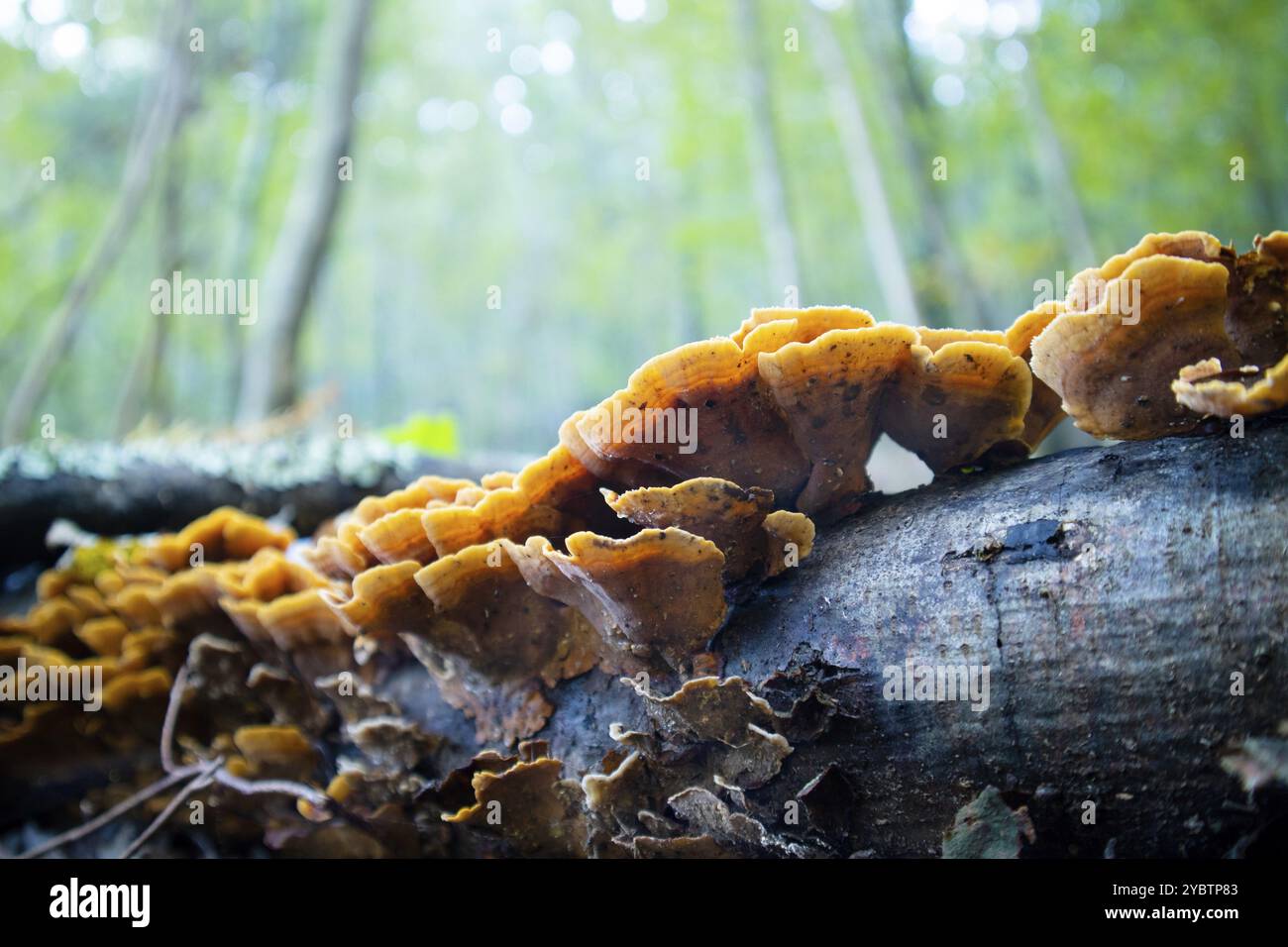 Inedible and highly toxic variety of inonotus mushrooms Stock Photo - Alamy